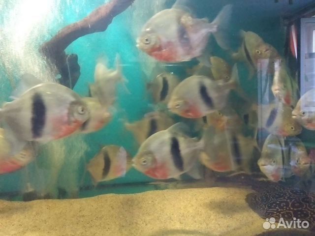 Милеус широкополосый