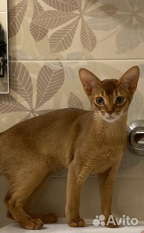 Абиссинская кошка