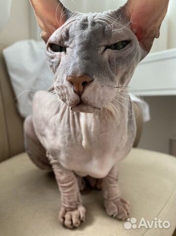 Канадский сфинкс