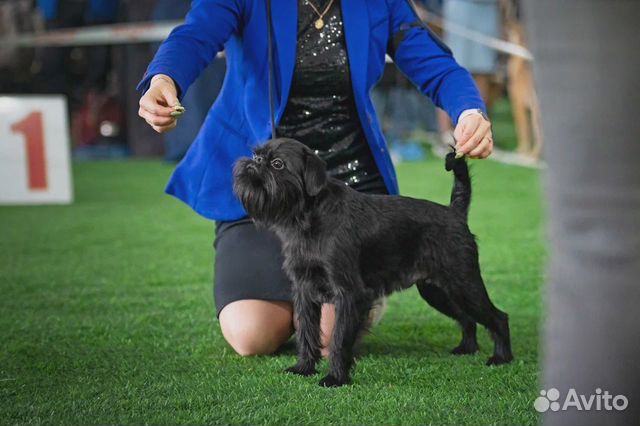 Вязка. Бельгийский гриффон