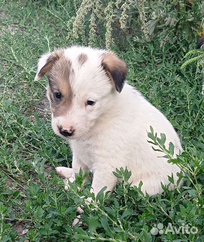 Лилу - крошка щенок, 1 месяц