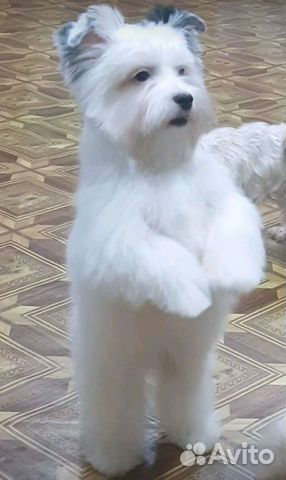 Собака