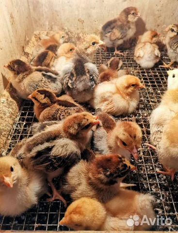 Цыплята домашних кур
