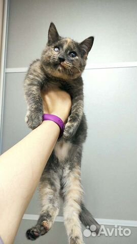 Котенок в дар бесплатно