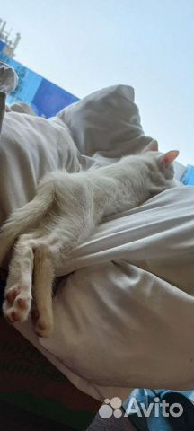 Две красотки ищут новый дом