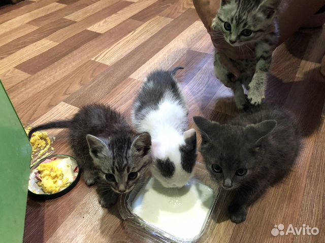 Котята Лапочки