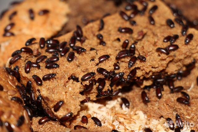 Жук знахарь