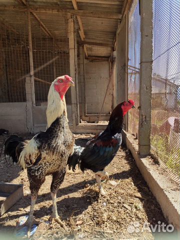 Бойцовые петухи и куры