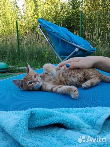 Особенный котенок ищет дом
