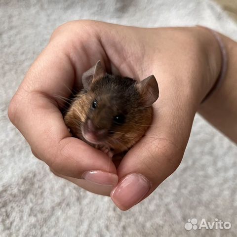 Декоративные мыши сатиновые мыши самки