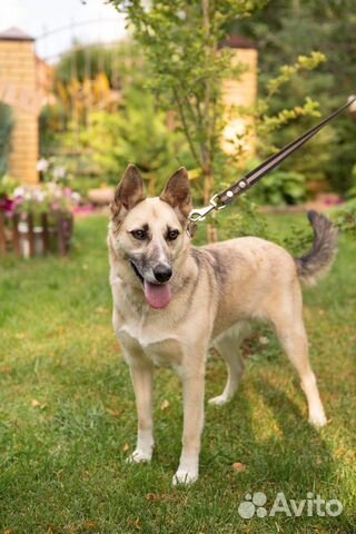 Собака Линда ищет дом