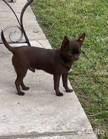 Чихуахуа в разведение