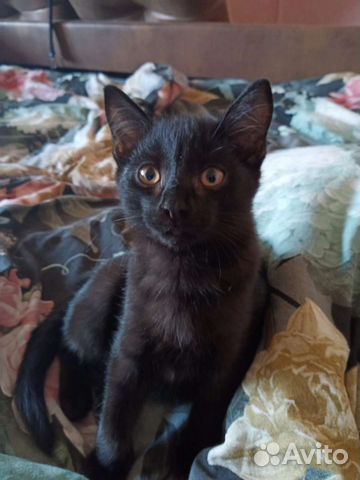 Черный котенок