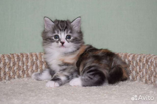 Породистые котят курильского бобтейла