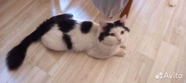 Коты в добрые руки