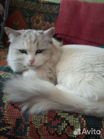 Кошка серебристая шиншилла