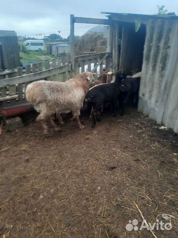 Баран на племя