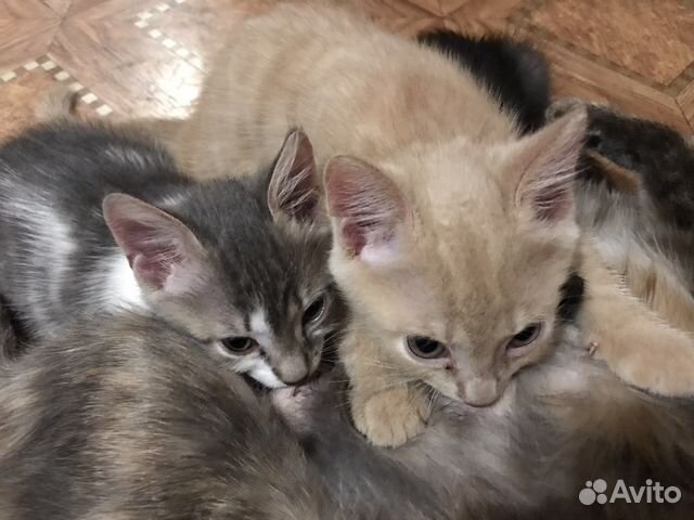 Котята прирученные к лотку