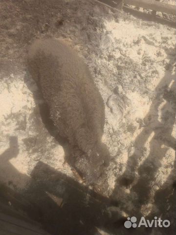 Хряк породы Венгерская мангалица