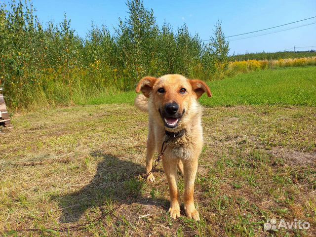Собака,кобель на цепь 10мес