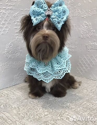 Девочка шоко мерле