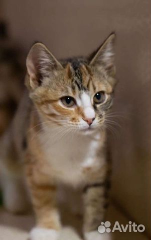 Котенок девочка 3 мес. Мона в добрые руки