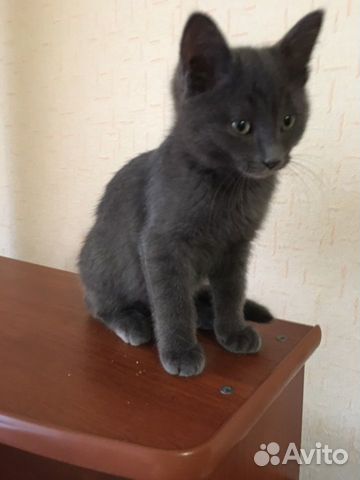 Мальчики-зайчики в добрые руки