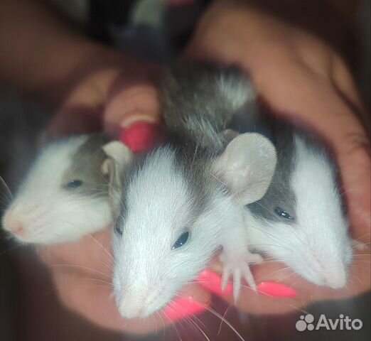 Крысята дамбо