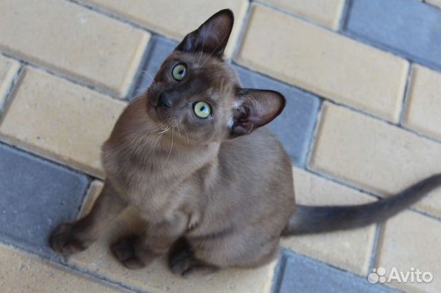 Тонкинский котёнок