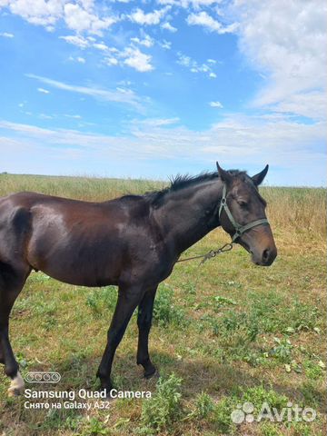 Конь/жеребёнок