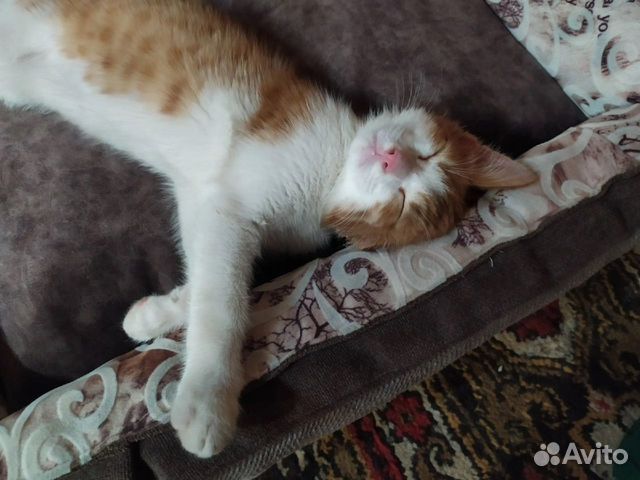 Сладкий котенок в добрые руки