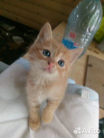 Котята рыжики в добрые руки дар бесплатно