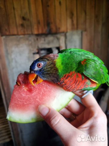 Попугай Многоцветный Лорикет