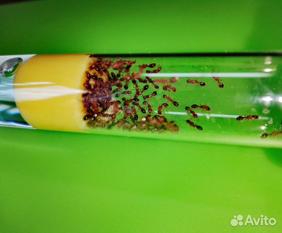 Продам колонию муравьёв Tetramorium bicarinatum