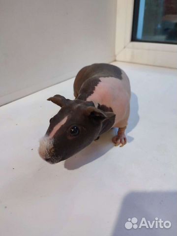 Морская свинка скинни
