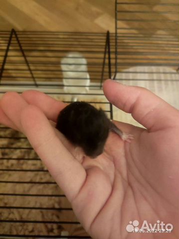 Хомячата смесь сирийского и ангорского