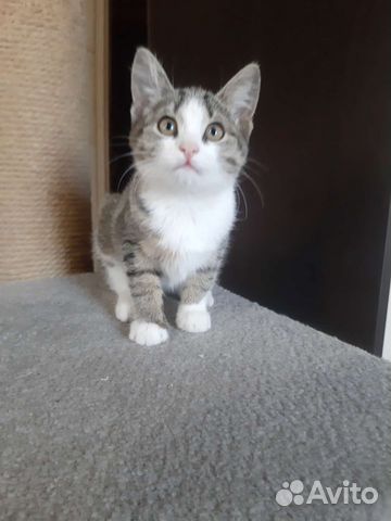 Котёнок девочка