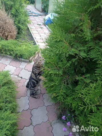 Котик ждёт кошечку