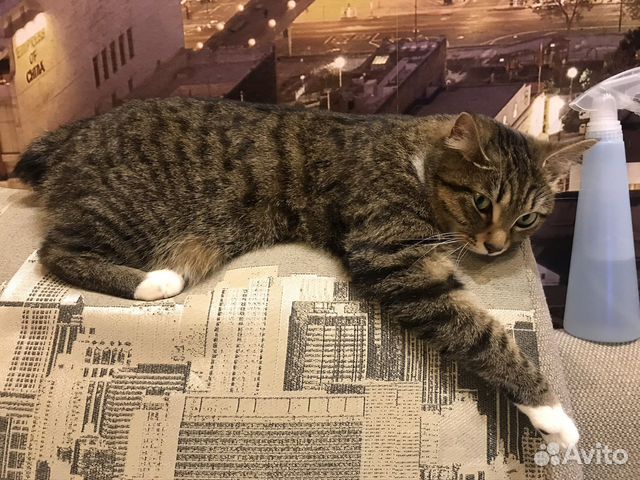 Кошка курильский бобтейл 7 лет