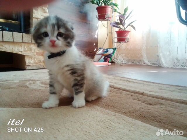 Шотландская