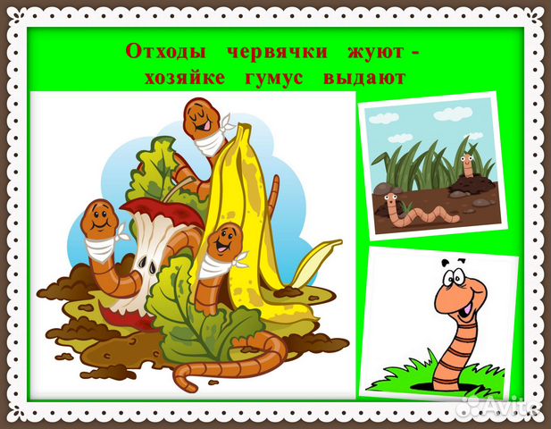 Черви "Дендробена" для получения биогумуса
