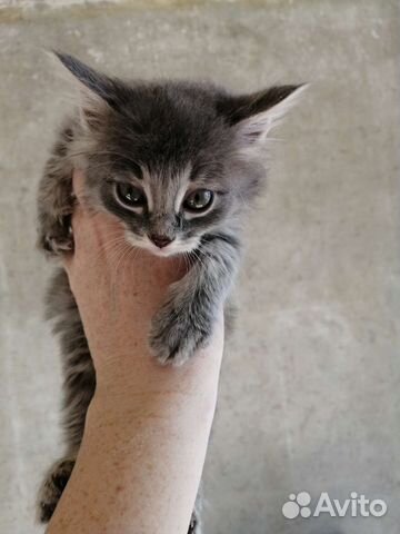 Котенок мальчик в добрые руки