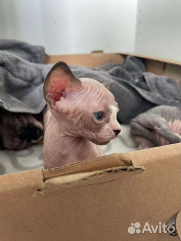 Канадский сфинкс котенок