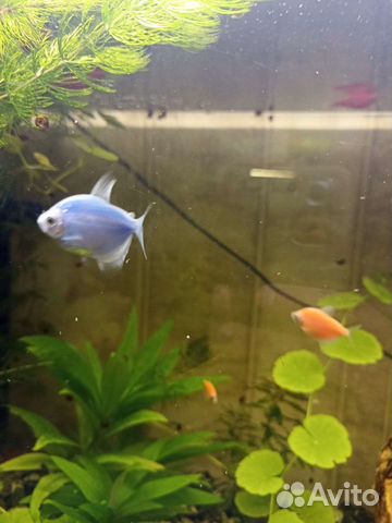 Аквариумные рыбки Теренция
