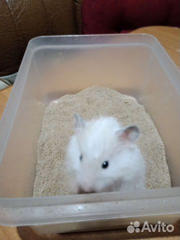 Сирийский хомяк