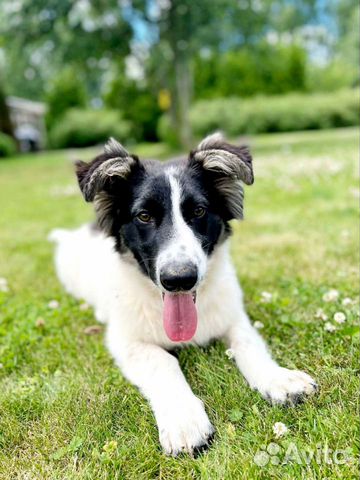 Щенок мальчик коротколапик в добрые руки