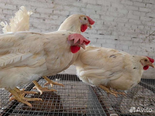 Несушка Коралл Ник