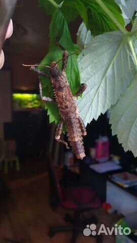 Новогвинейский палочник самец