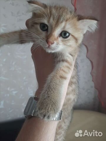 Шотландские вислоухие котята