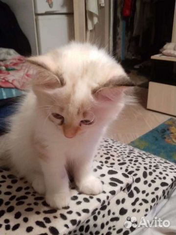 Невские маскарадные котята